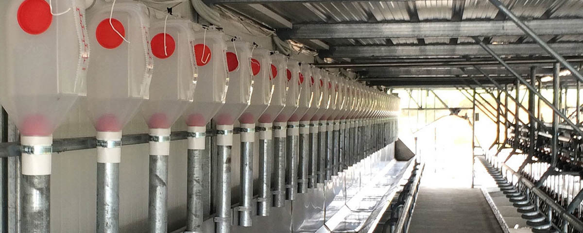 Feeding dairy cows Waikato | Livestock Feed Systems Hamilton